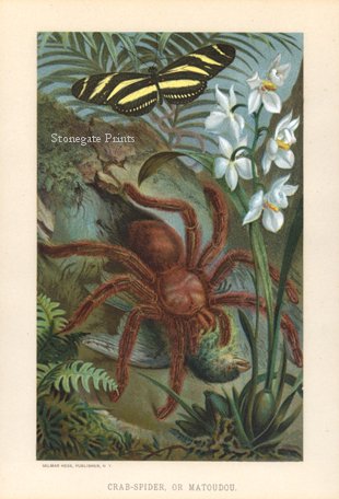 Crab Spider or Matoudou - Stonegate Rare Antique Prints