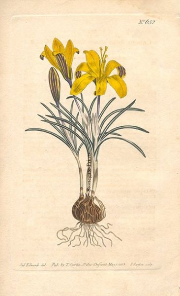 CROCUS. Cloth of Gold Crocus - Stonegate Rare Antique Prints