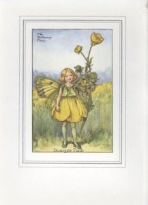 Cicely M. Barker: Flower Fairies, 1927, 1934 - Stonegate Rare Antique ...
