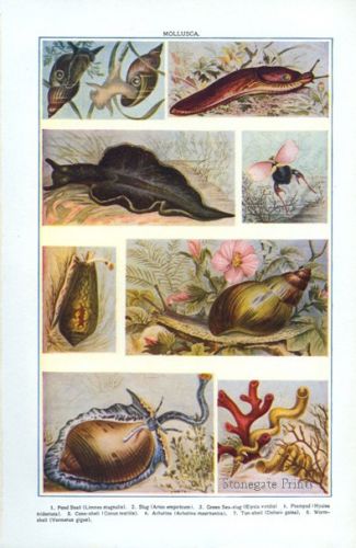 Mollusca - Stonegate Rare Antique Prints