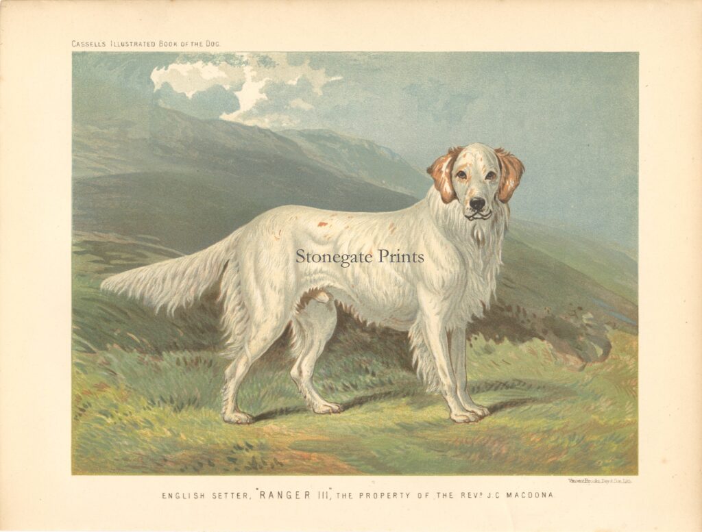 English Setter - Stonegate Rare Antique Prints