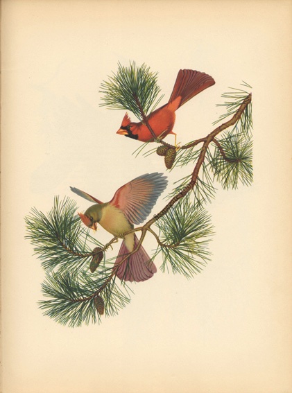 Cardinal - Stonegate Rare Antique Prints