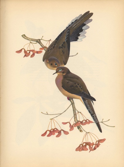 Eastern Mourning Dove - Stonegate Rare Antique Prints