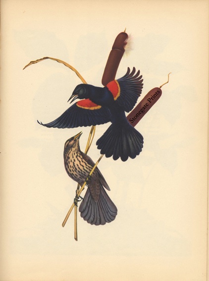 Red Wing Blackbird - Stonegate Rare Antique Prints