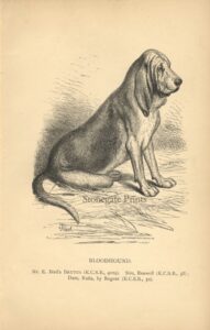 Bloodhound - Stonegate Rare Antique Prints