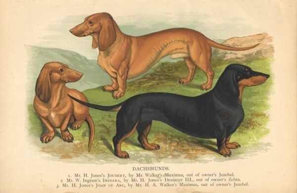 Dachshunds - Stonegate Rare Antique Prints