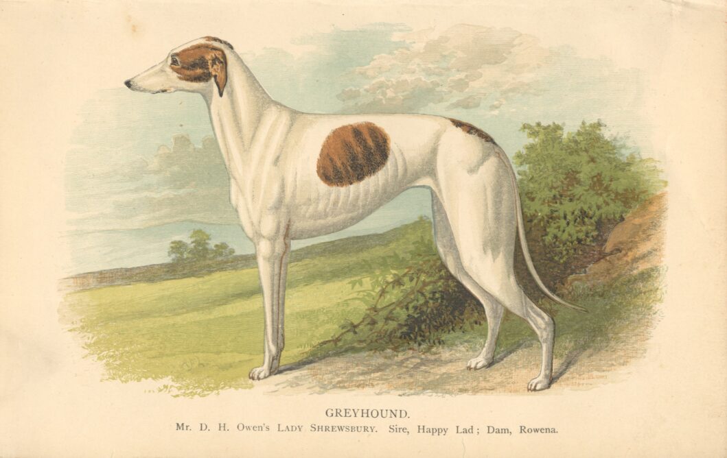Greyhound - Stonegate Rare Antique Prints