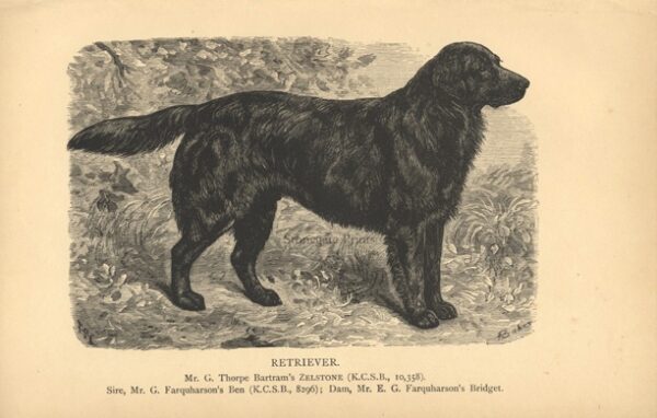 Retriever - Stonegate Rare Antique Prints